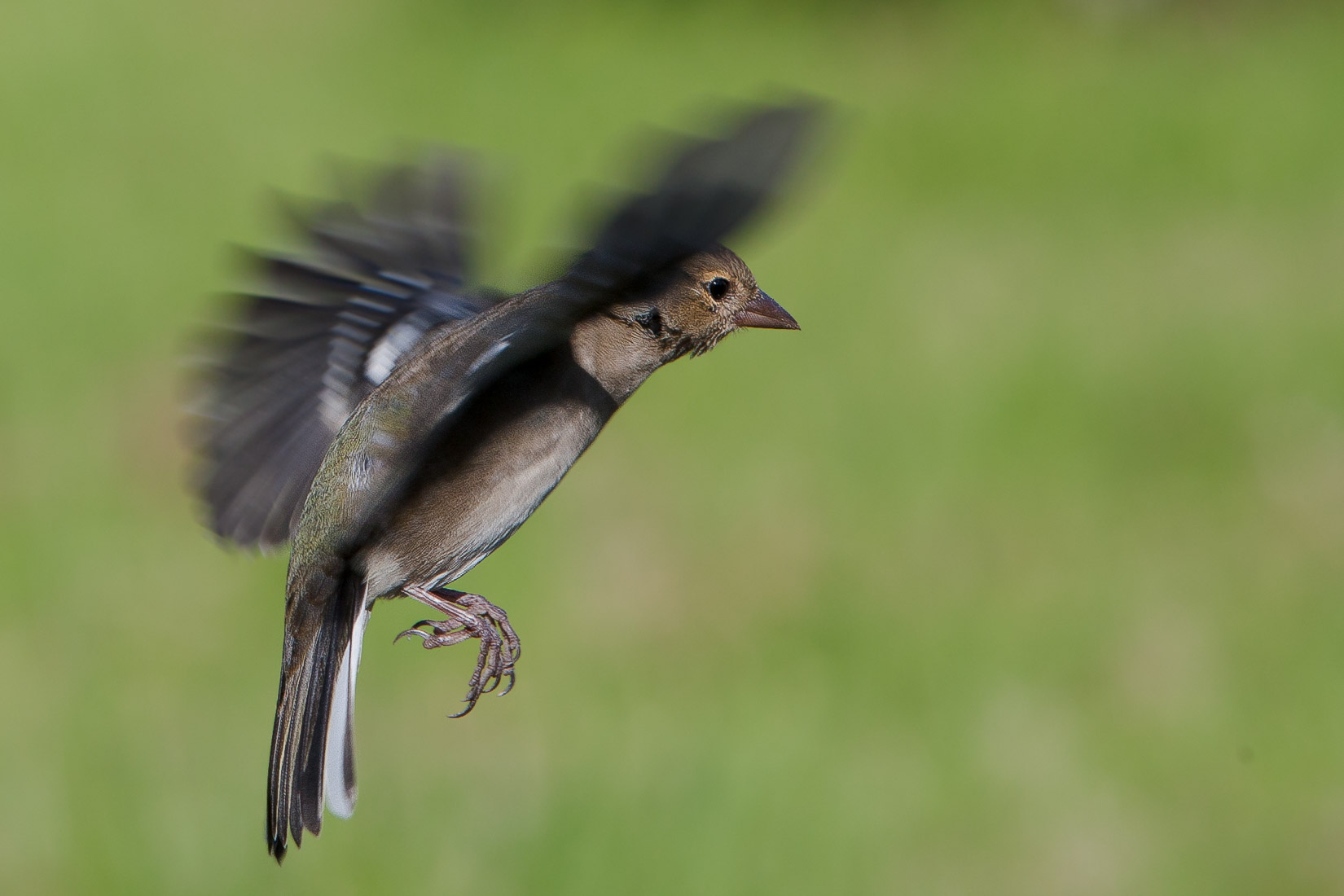 Finch in Flight | MasterPlan Mountaineering