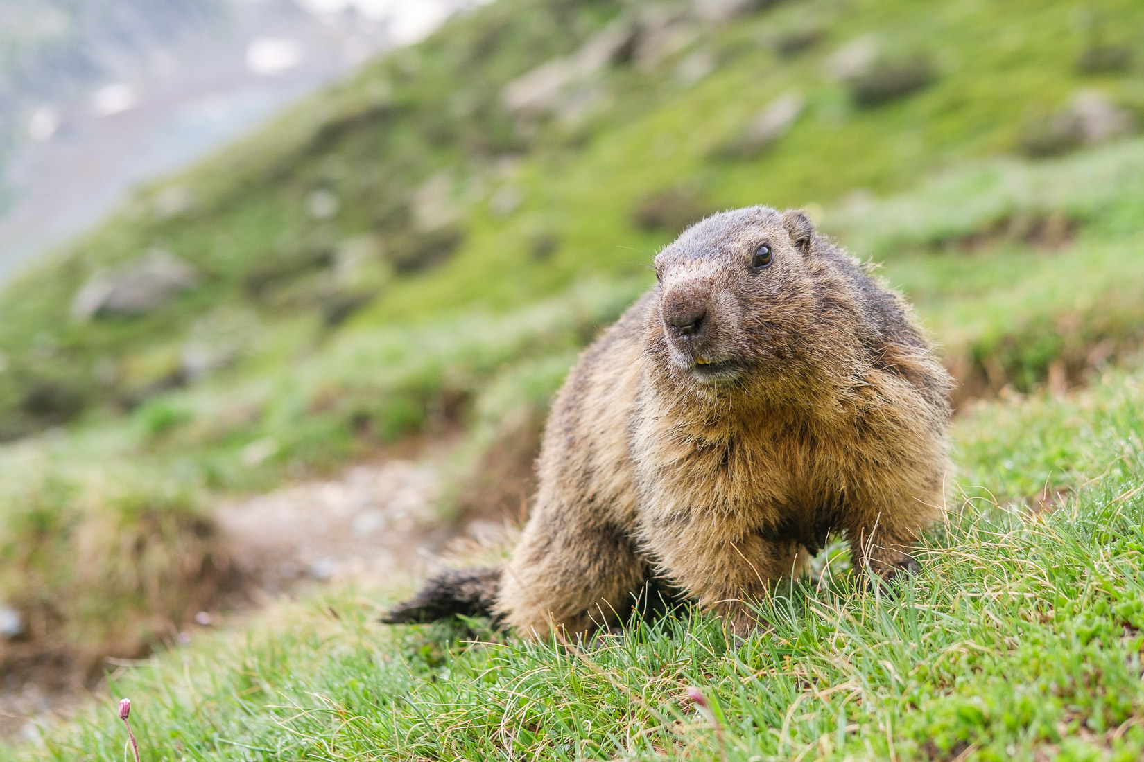 Marmots above Saas Fee | MasterPlan Mountaineering