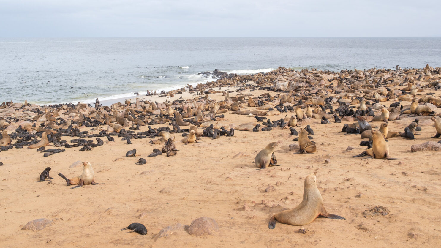 Day 6: Cape Cross Seals, Messum Crater and Skeleton Coast | MasterPlan ...