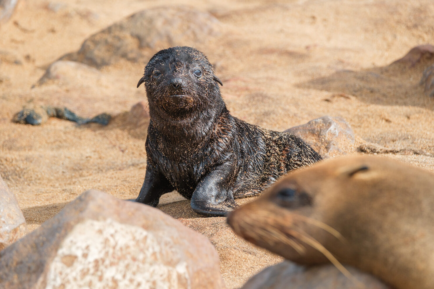 Day 6: Cape Cross Seals, Messum Crater and Skeleton Coast | MasterPlan ...