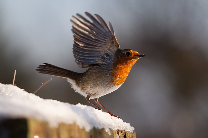 Bird Portfolio | MasterPlan Photography